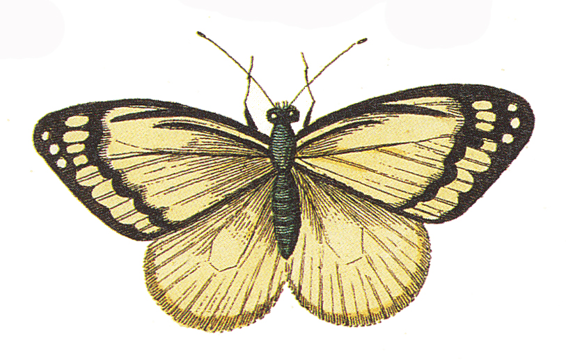 Paramount Presents: The Moth Mainstage | Z 95.1