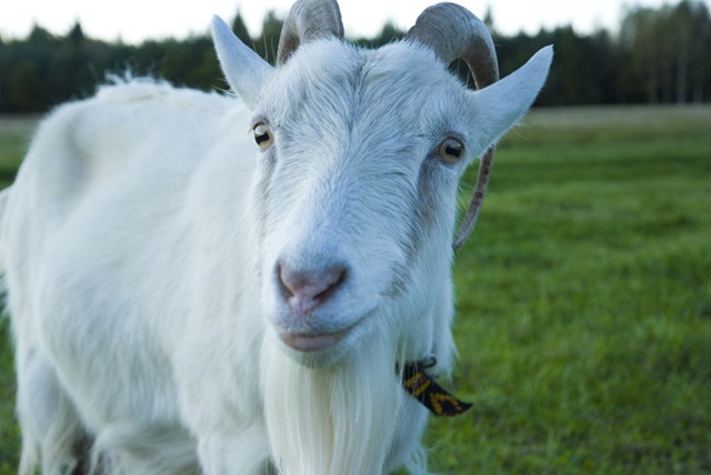 Goat Walk & Sanctuary Tour | Z 95.1